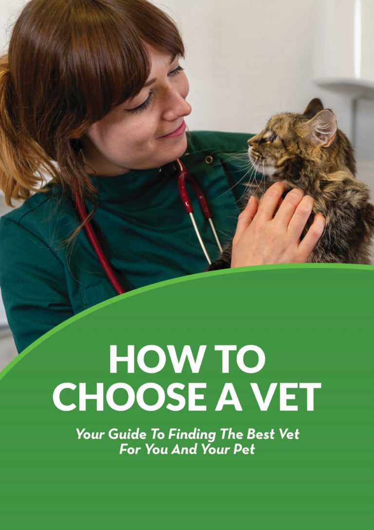 Cat CT Scan Price UK: A South London Guide for 2026